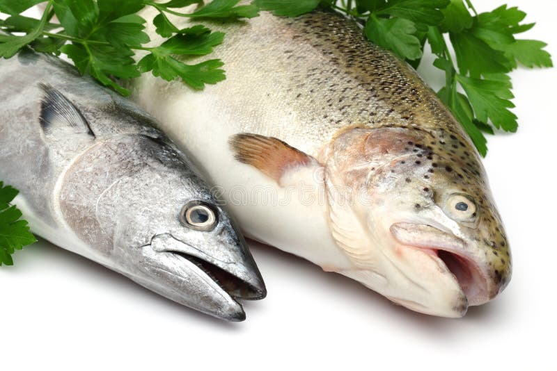 Fresh Bonito and Salmon among Parsley Leaves Stock Image - Image of ...