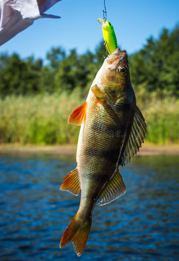 Bass stock photo. Image of gear, angler, largemouth, equipment - 2090524