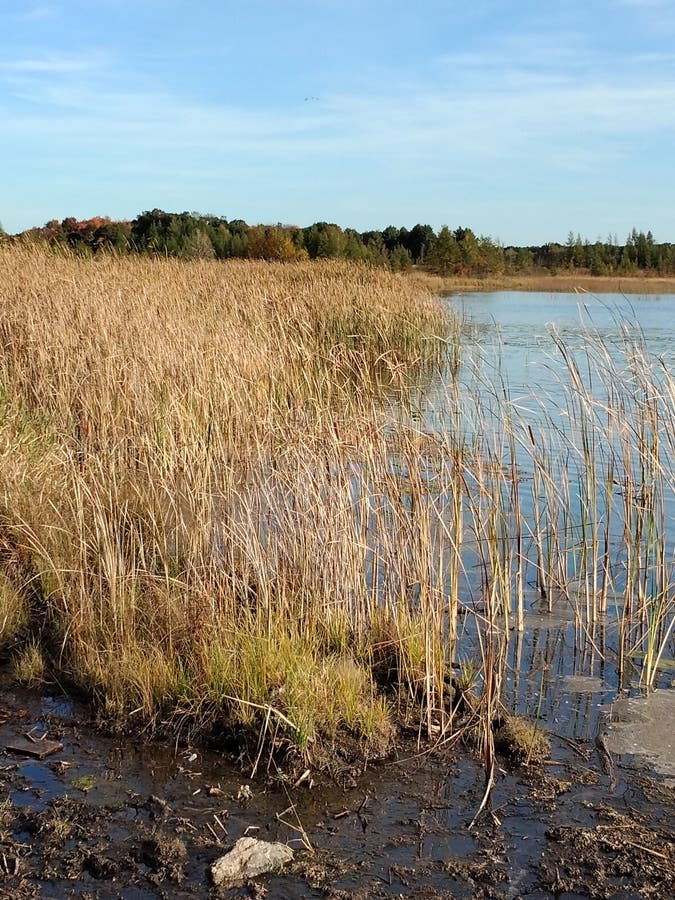 Bass lake in Wisconsin stock image. Image of wetland - 258188129