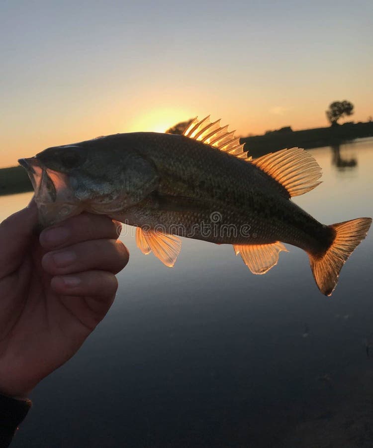 Sunset at Bass Harbor Lighthouse Stock Photo - Image of white ...