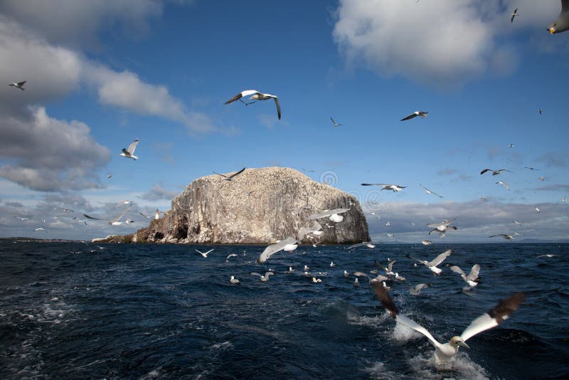 Bass Rock Island Scotland British Isles Stock Photo - Image of land ...