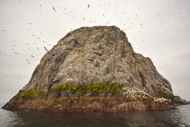 Bass rock stock image. Image of bass, gannet, scotland - 42916707