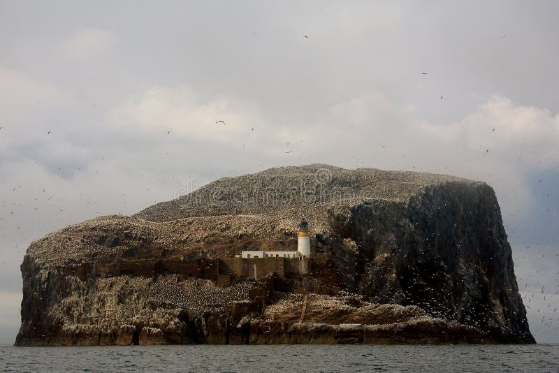 Bass Rock, Scotland stock image. Image of england, iceland - 96713195