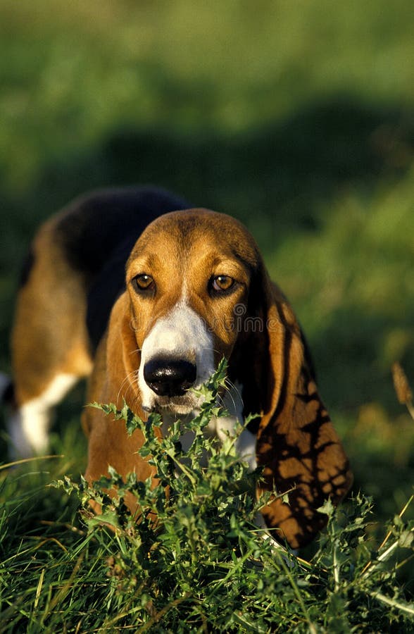 Basset artesien normand stock image. Image of animal - 173821391
