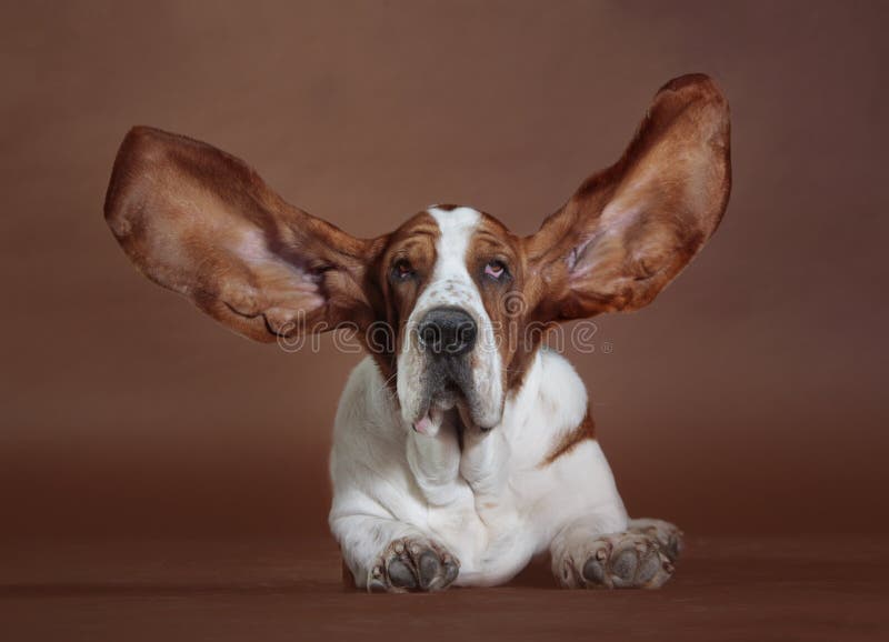 Basset De Hond Van Hondenoren Stock Foto - Image of vliegen, basset ...