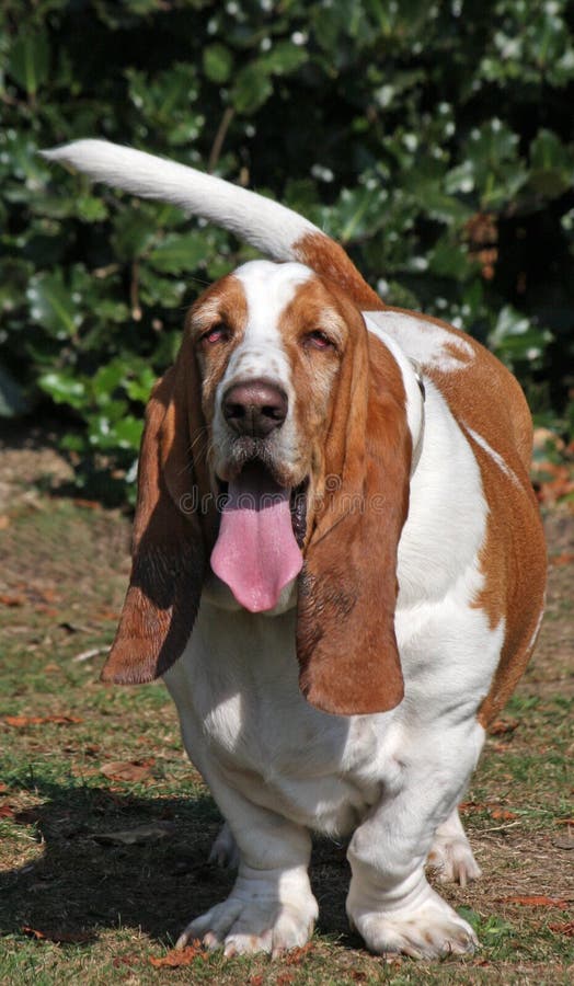 Basset hound stock photo. Image of colour, fluffy, adorable - 24442212