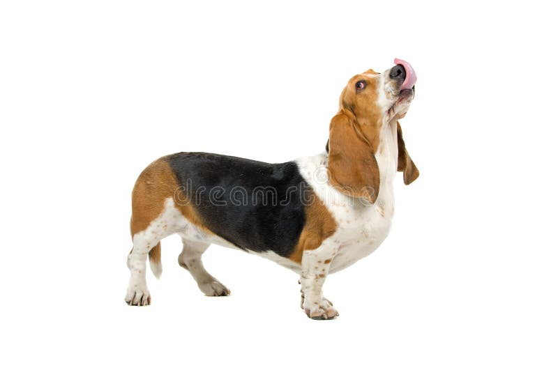 Side View of Fat Basset Hound Dog Stock Image - Image of legs, profile ...