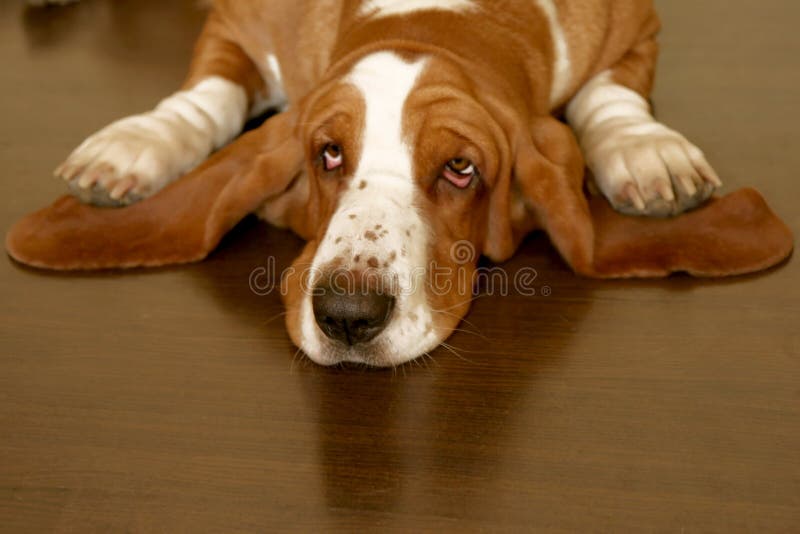 Basset hound stock photo. Image of colour, fluffy, adorable - 24442212