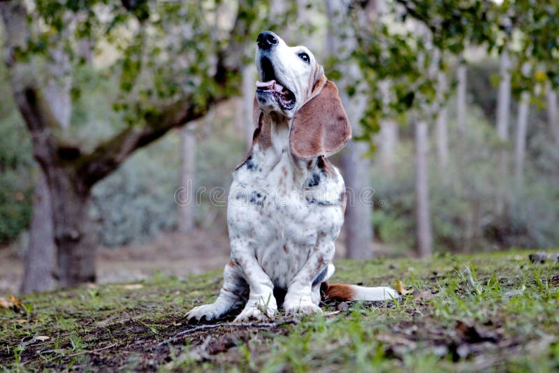 Basset hound stock photo. Image of colour, fluffy, adorable - 24442212