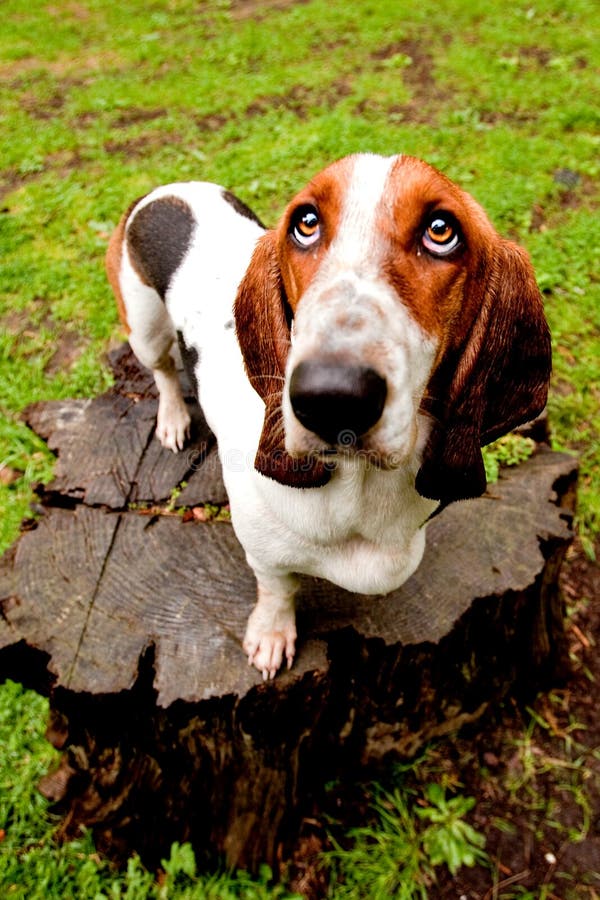 Basset hound stock photo. Image of colour, fluffy, adorable - 24442212