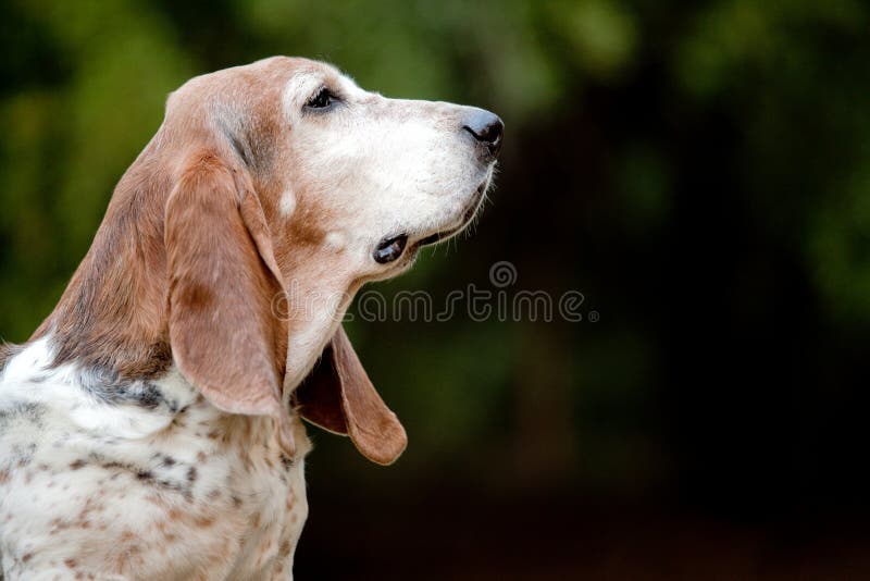 Basset hound stock photo. Image of colour, fluffy, adorable - 24442212