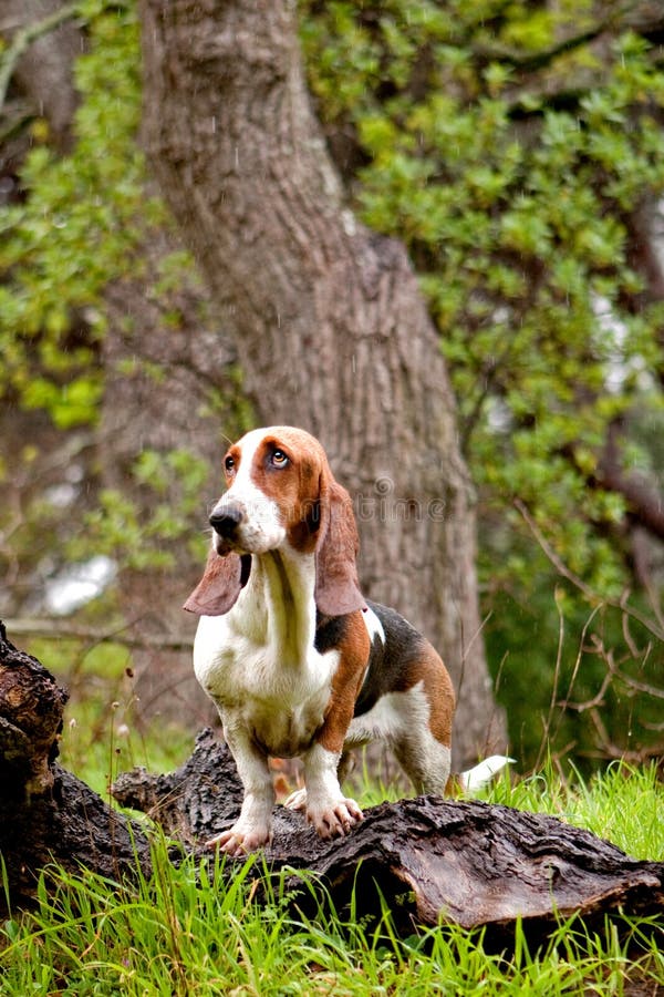 Basset hound stock photo. Image of colour, fluffy, adorable - 24442212