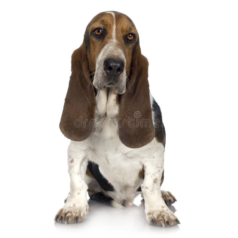Basset Hound Dog Looking To the Side Stock Image - Image of companion ...