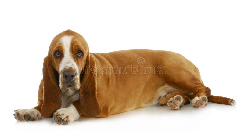 Side View of Fat Basset Hound Dog Stock Image - Image of legs, profile ...