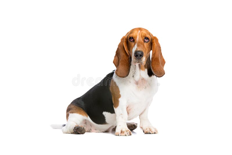 Basset hound shaking paw stock image. Image of view, cute - 18381537