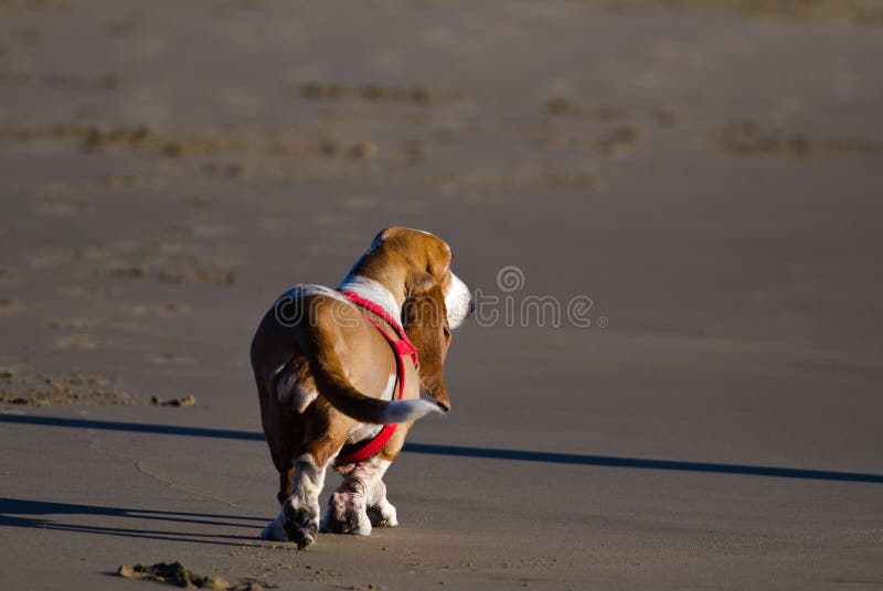 Basset hound on beach stock photo. Image of bicolor, short - 30718548