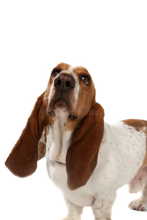 Basset Hound S Long Ears And Head - Free Photo from StockFreeImages