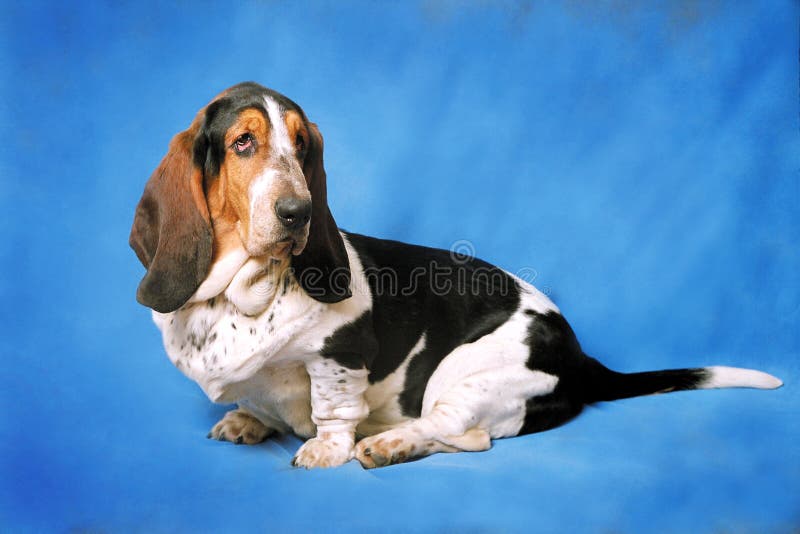 Boxer Basset Mixed Breed Dog. Stock Image - Image of boxer, hound: 30585539
