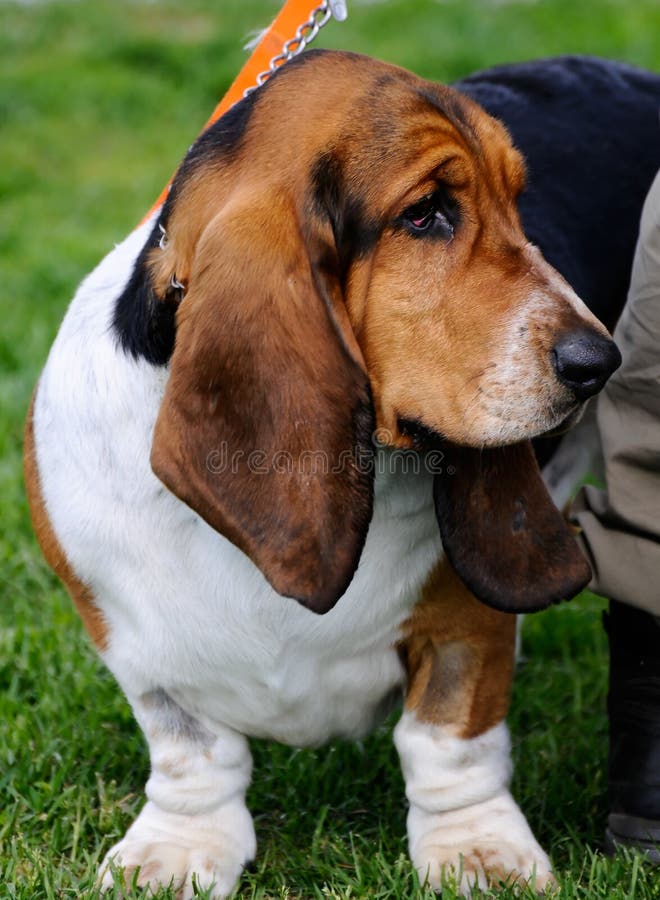 A Wondering Basset Hound stock photo. Image of purebred - 1509776