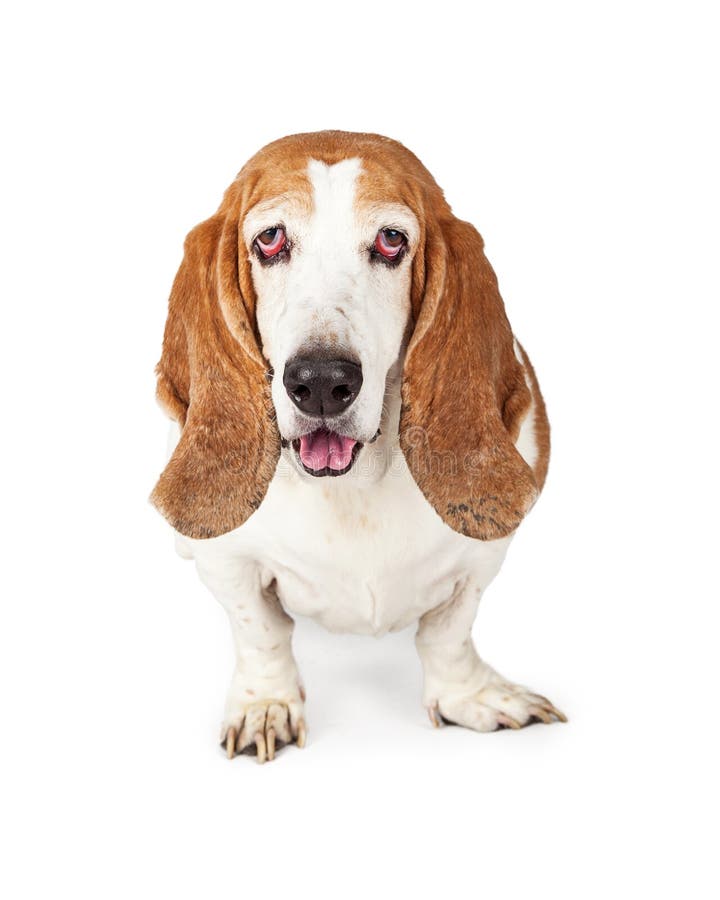 Happy Basset Hound Dog Side View Stock Image - Image of happy, space ...