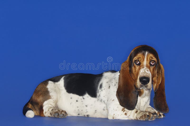 183 Basset Hound Side View Stock Photos - Free & Royalty-Free Stock ...