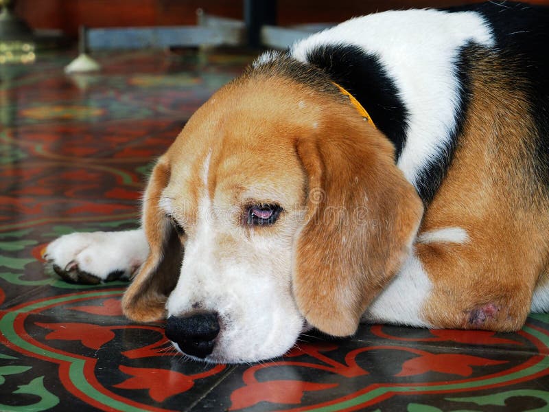 Basset Hound Dog so sad stock image. Image of retro, face - 75593035