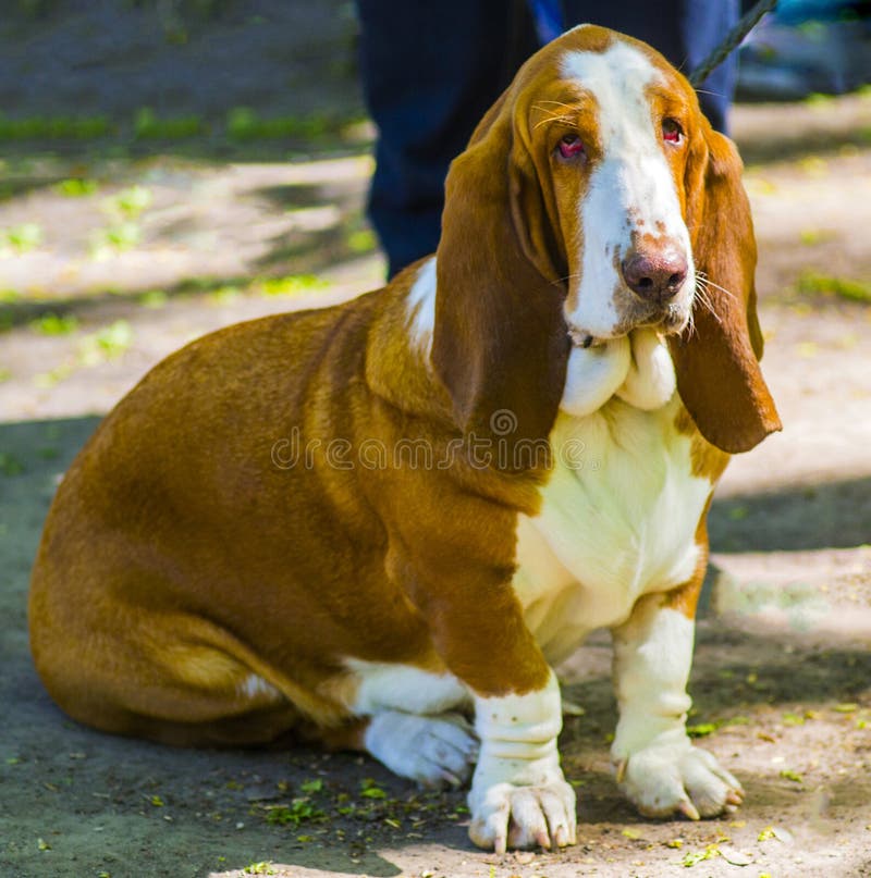 English Basset Hound dog stock photo. Image of lazy, resting - 12045024