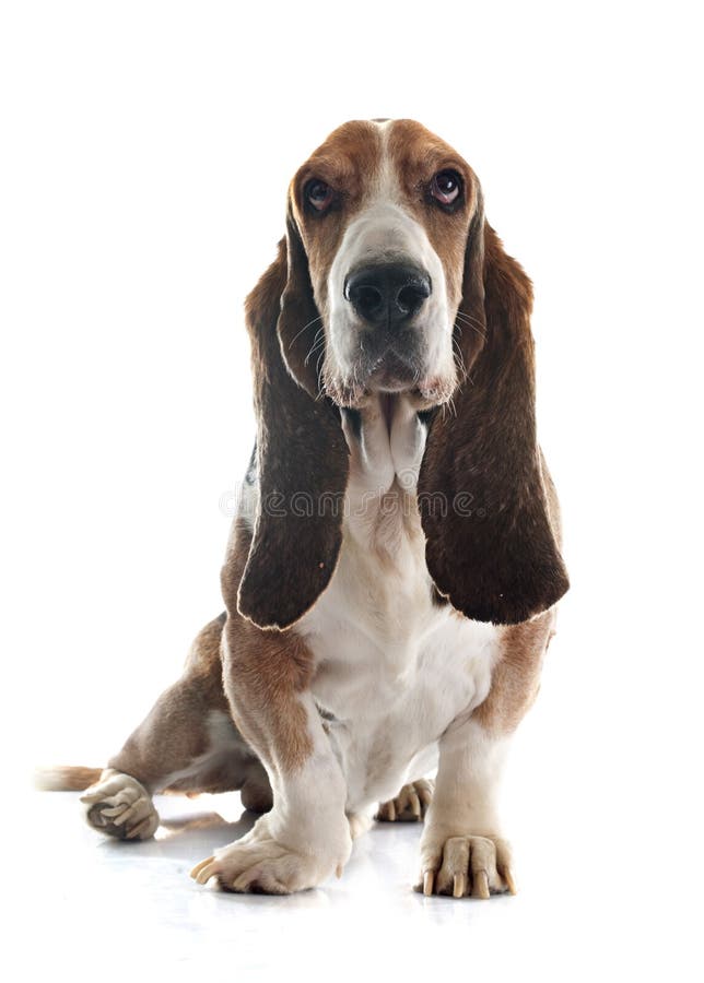 Basset Hound Funny Face stock photo. Image of canine - 22932784