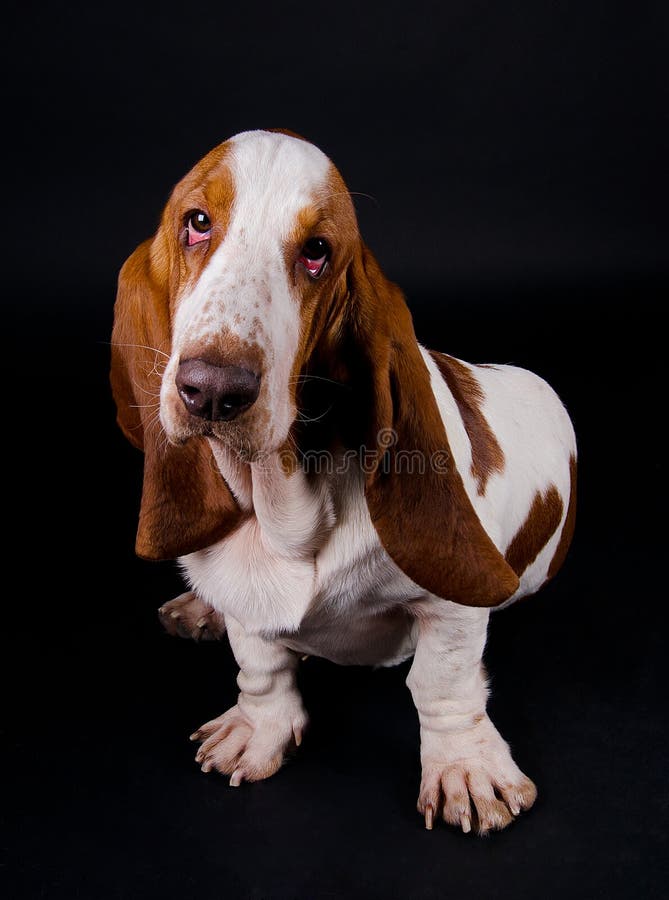 Basset Hound stock photo. Image of bassethound, portrait - 31778730
