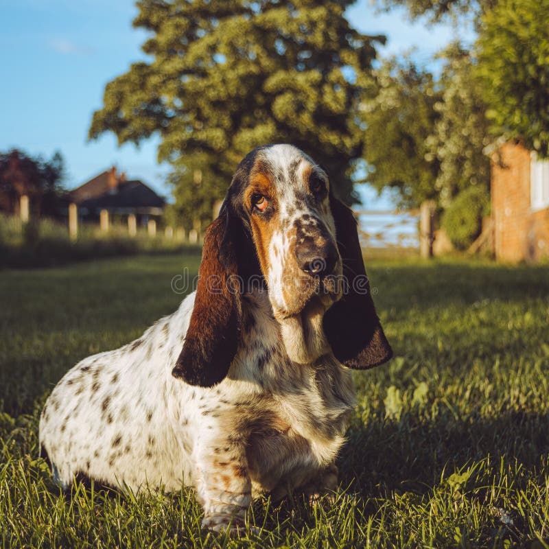 Basset Hound in a Green Field Stock Image - Image of animal, nature ...