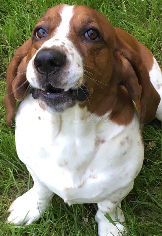 Basset Hound Dog Howling Stock Photos - Free & Royalty-Free Stock ...