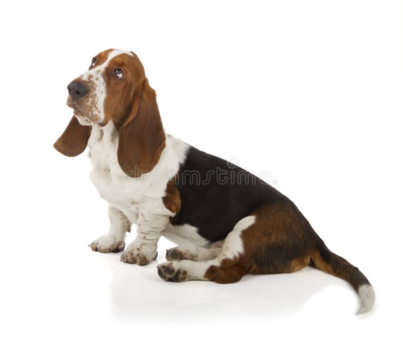 Side View of Fat Basset Hound Dog Stock Image - Image of legs, profile ...