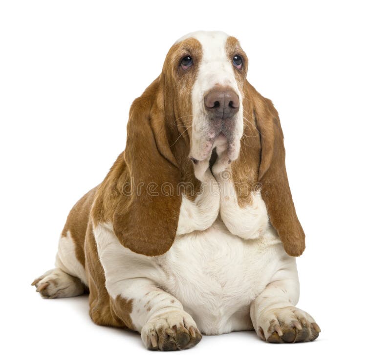 Basset Hound lying stock image. Image of looking, brown - 30338769