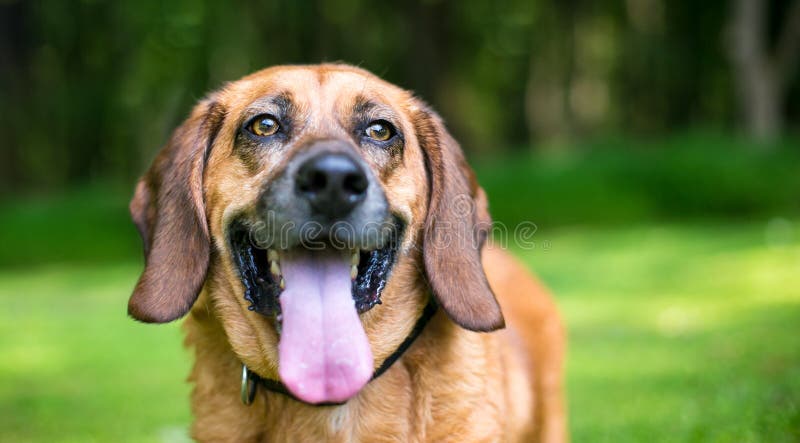 A Basset Hound Mixed Breed Dog Panting Stock Photo - Image of smiling ...