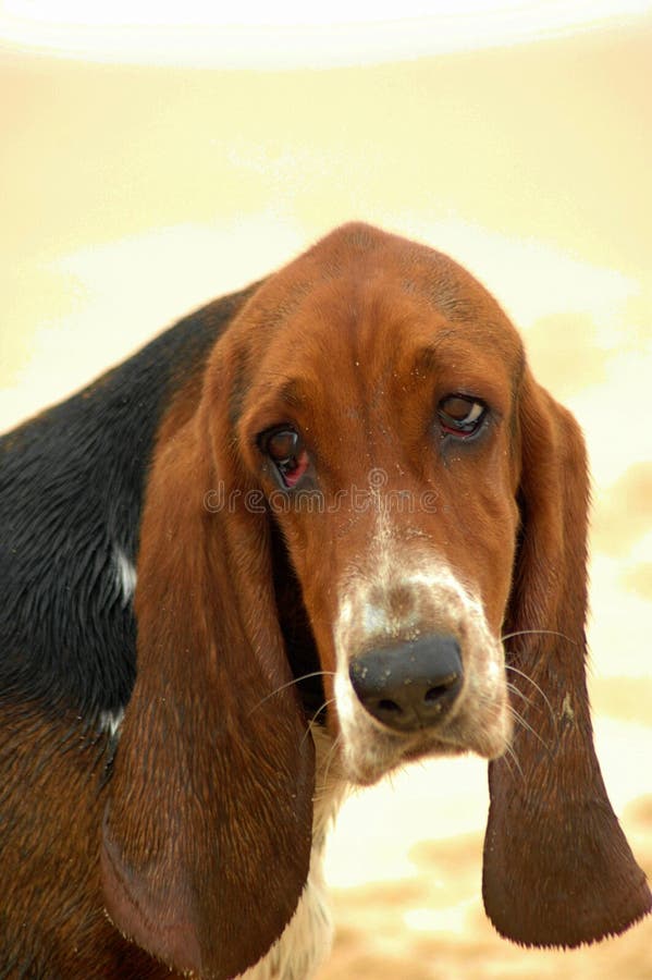 Basset hound dog in sea stock photo. Image of animal - 20289448
