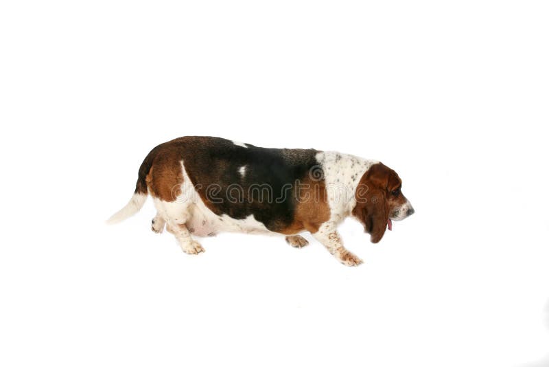 Side View of Fat Basset Hound Dog Stock Image - Image of legs, profile ...