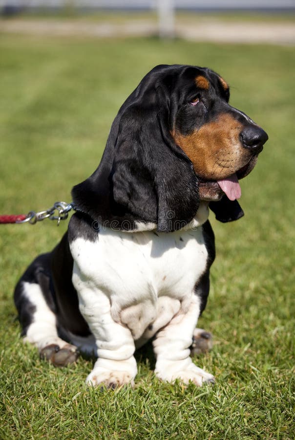 Basset hound stock photo. Image of colour, fluffy, adorable - 24442212