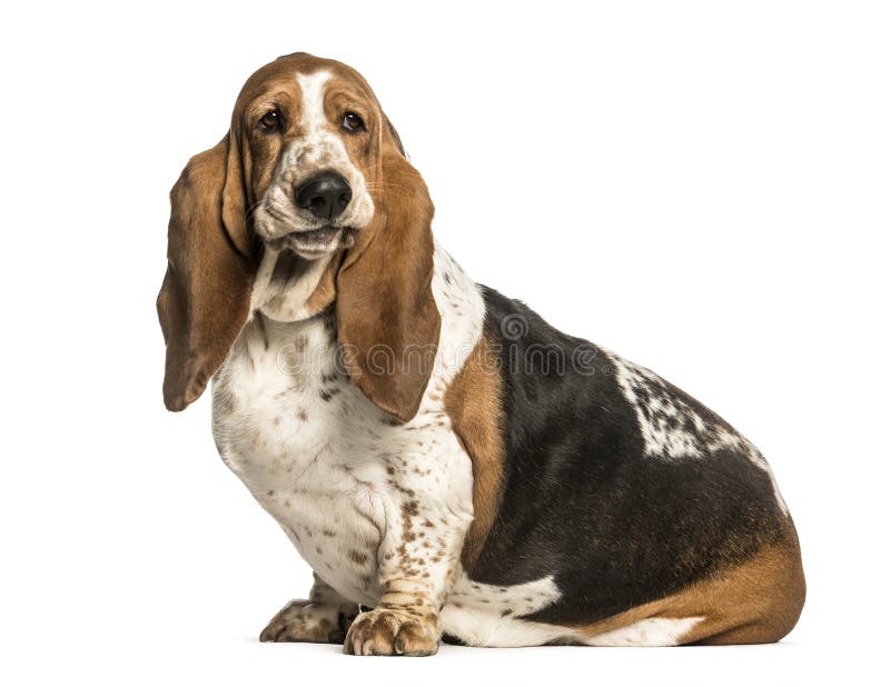 183 Basset Hound Side View Stock Photos - Free & Royalty-Free Stock ...