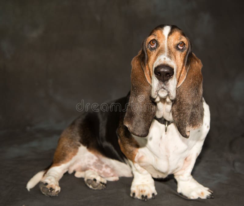 355 Tricolor Basset Hound Stock Photos - Free & Royalty-Free Stock ...