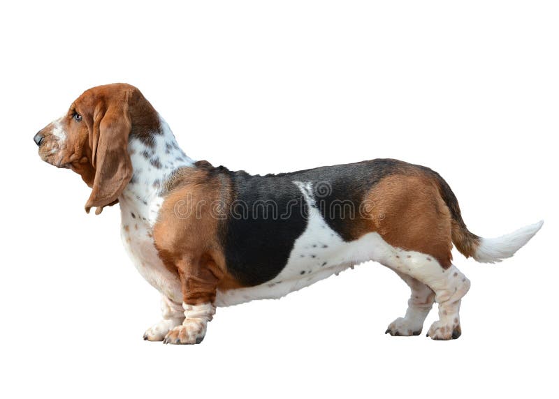 Side View of Fat Basset Hound Dog Stock Image - Image of legs, profile ...