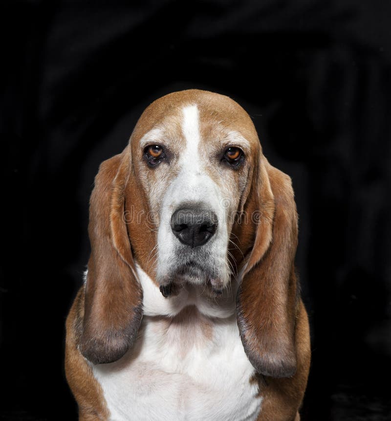 Basset Hound Studio black stock image. Image of domestic - 104264209