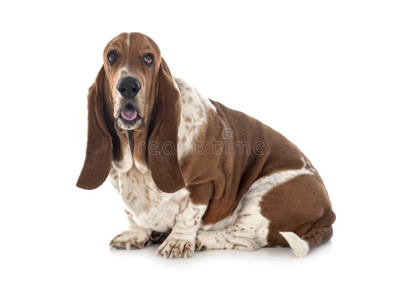 Fat Basset Stock Photos - Free & Royalty-Free Stock Photos from Dreamstime