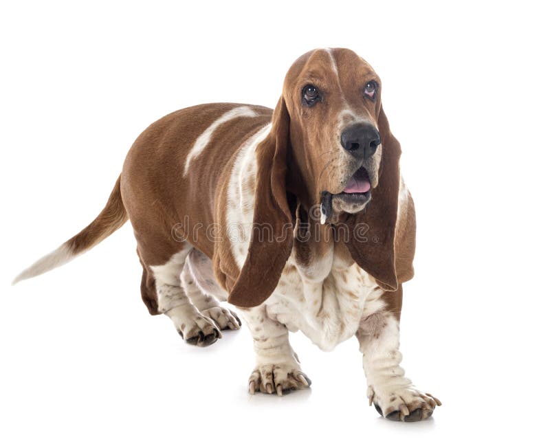 Fat Basset Stock Photos - Free & Royalty-Free Stock Photos from Dreamstime