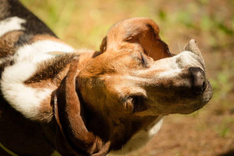 A Basset with Long Ears Out in Nature Stock Photo - Image of domestic ...
