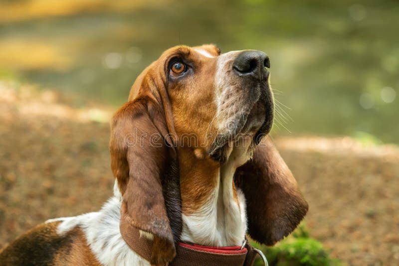 A Basset with Long Ears Out in Nature Stock Photo - Image of hound ...