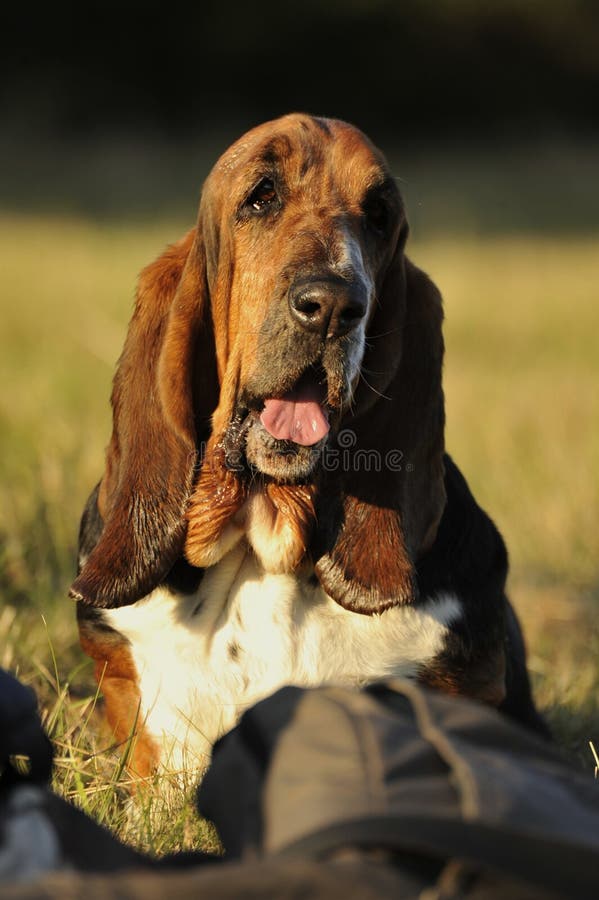 Basset stock photo. Image of organic, grass, fairytale - 64634352