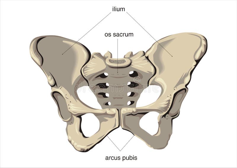 Bassin Osseux Ou Squelette Humain Isolé Pelvien Illustration de Vecteur ...