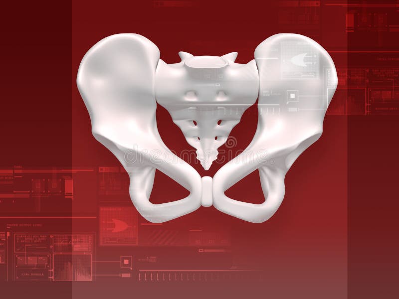 Bassin humain illustration stock. Illustration du biologie - 15767592