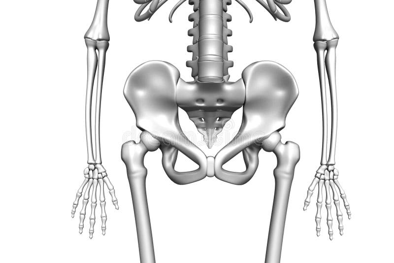 Illustration Médicale Humaine De L'anatomie 3d De Bassin Sur Le Fond ...
