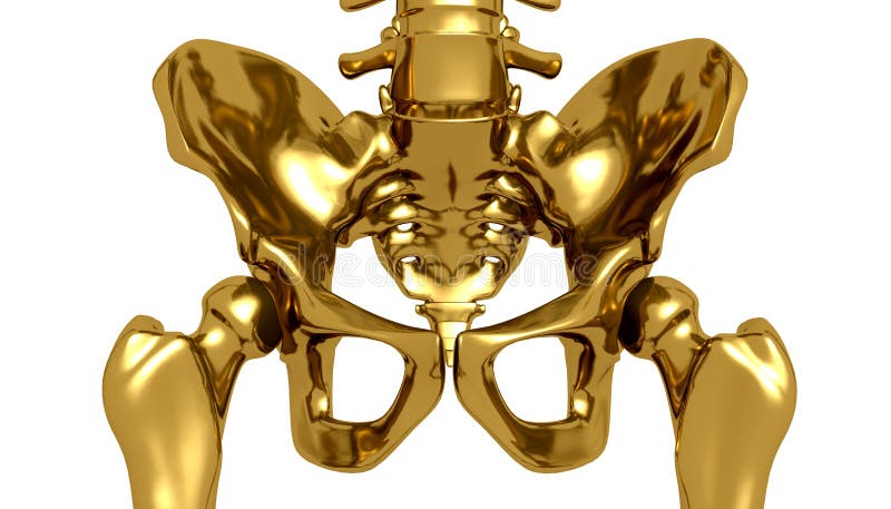 Illustration Médicale Humaine De L'anatomie 3d De Bassin Sur Le Fond ...